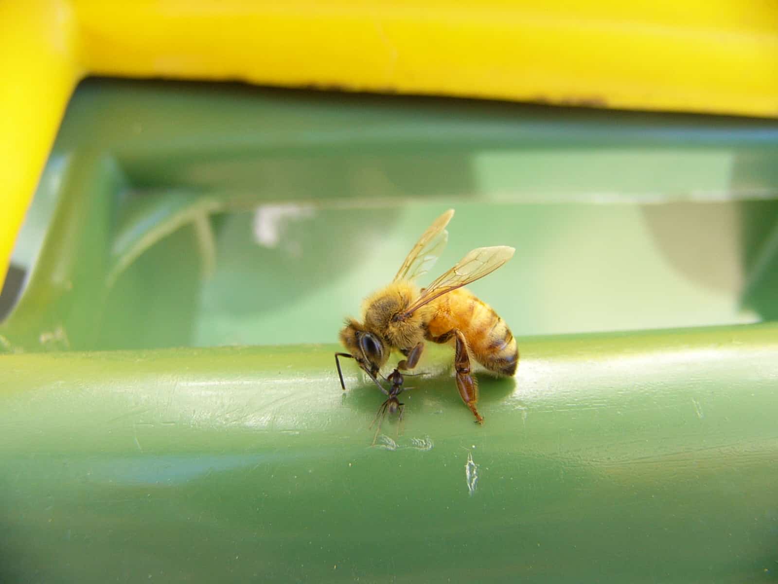Bee vs. ant on a wheelie bin | Scarebear