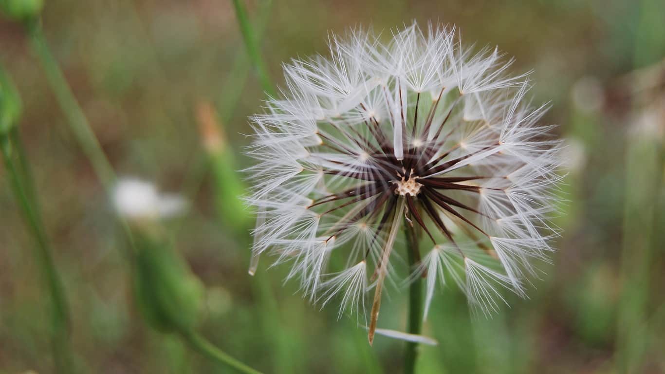 A dandelion ready for the wind | Scarebear