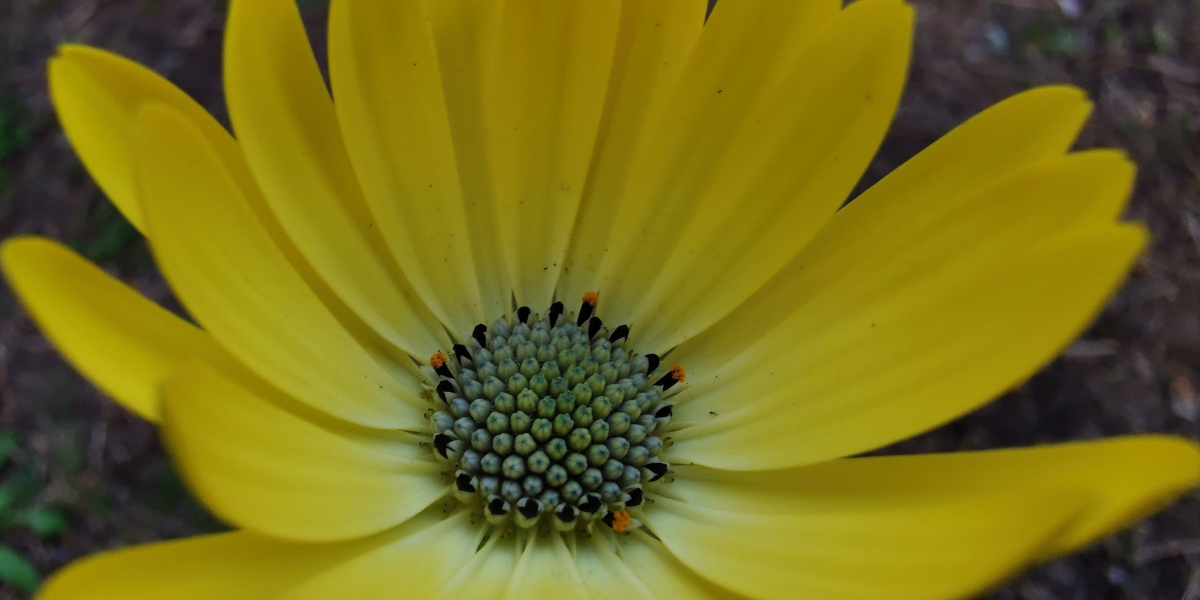 Photography: Unknown flower (possibly a daisy) | Scarebear